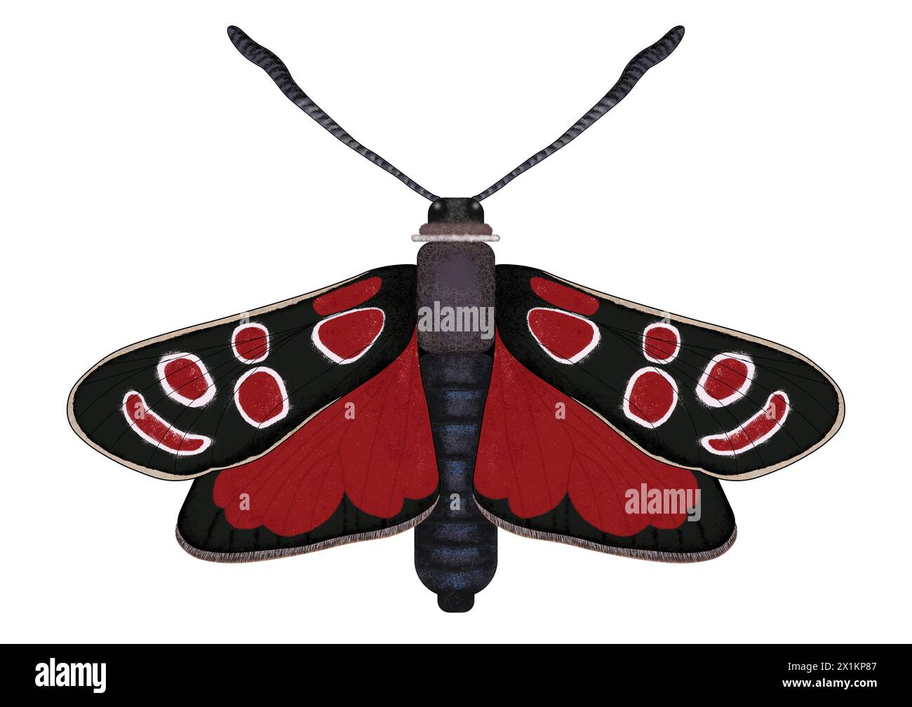 Crepuscular animal Cut Out Stock Images & Pictures - Alamy