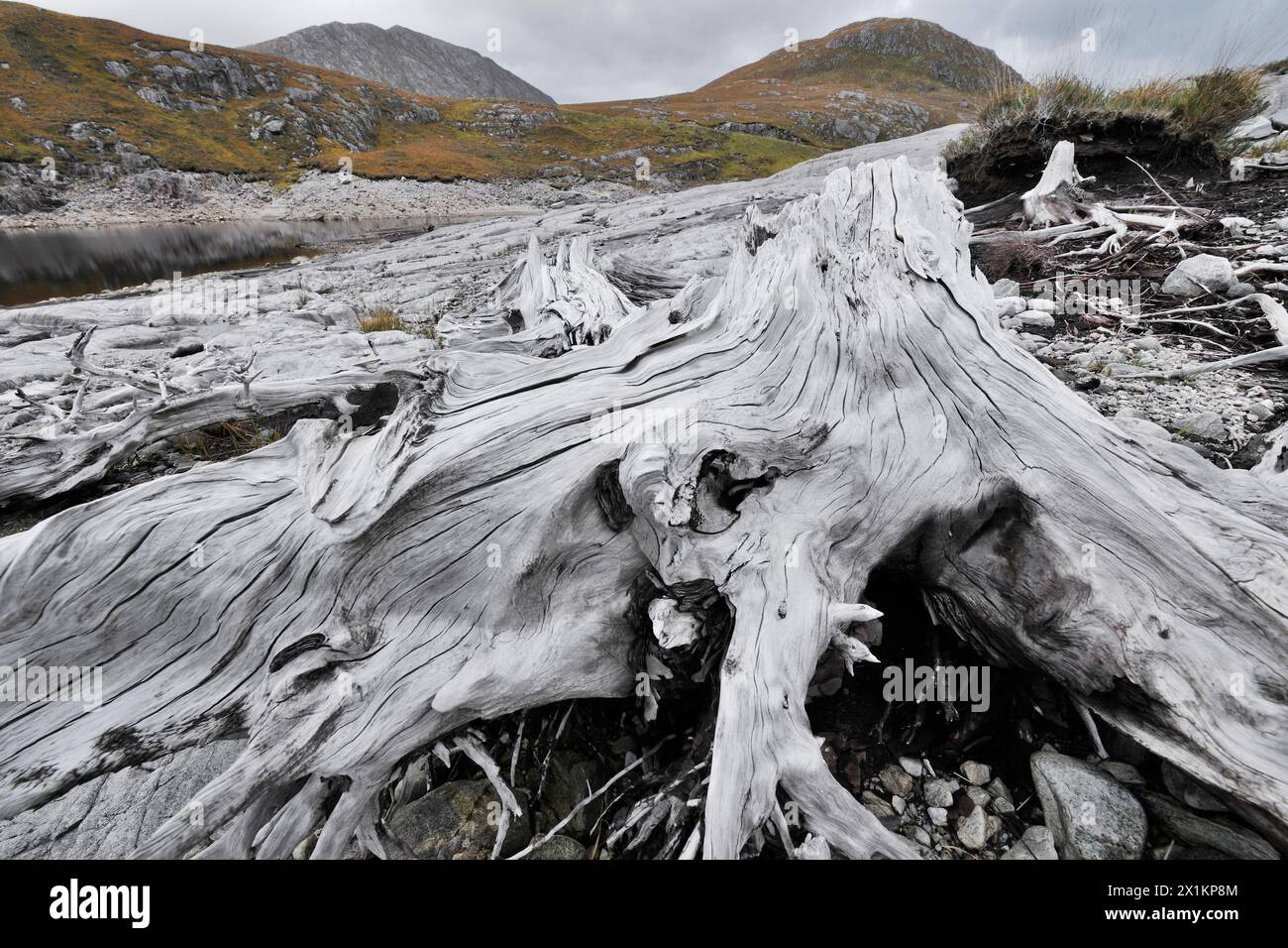 Scots Pine (Pinus sylvestris) roots and stump of ancient tree preserved ...
