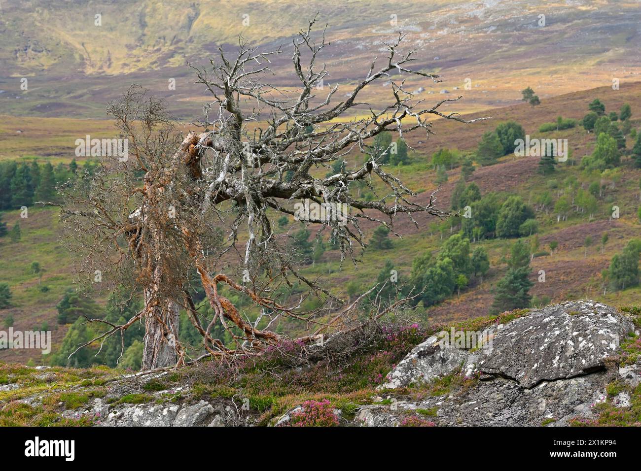 Old conifer mature tree hi-res stock photography and images - Alamy