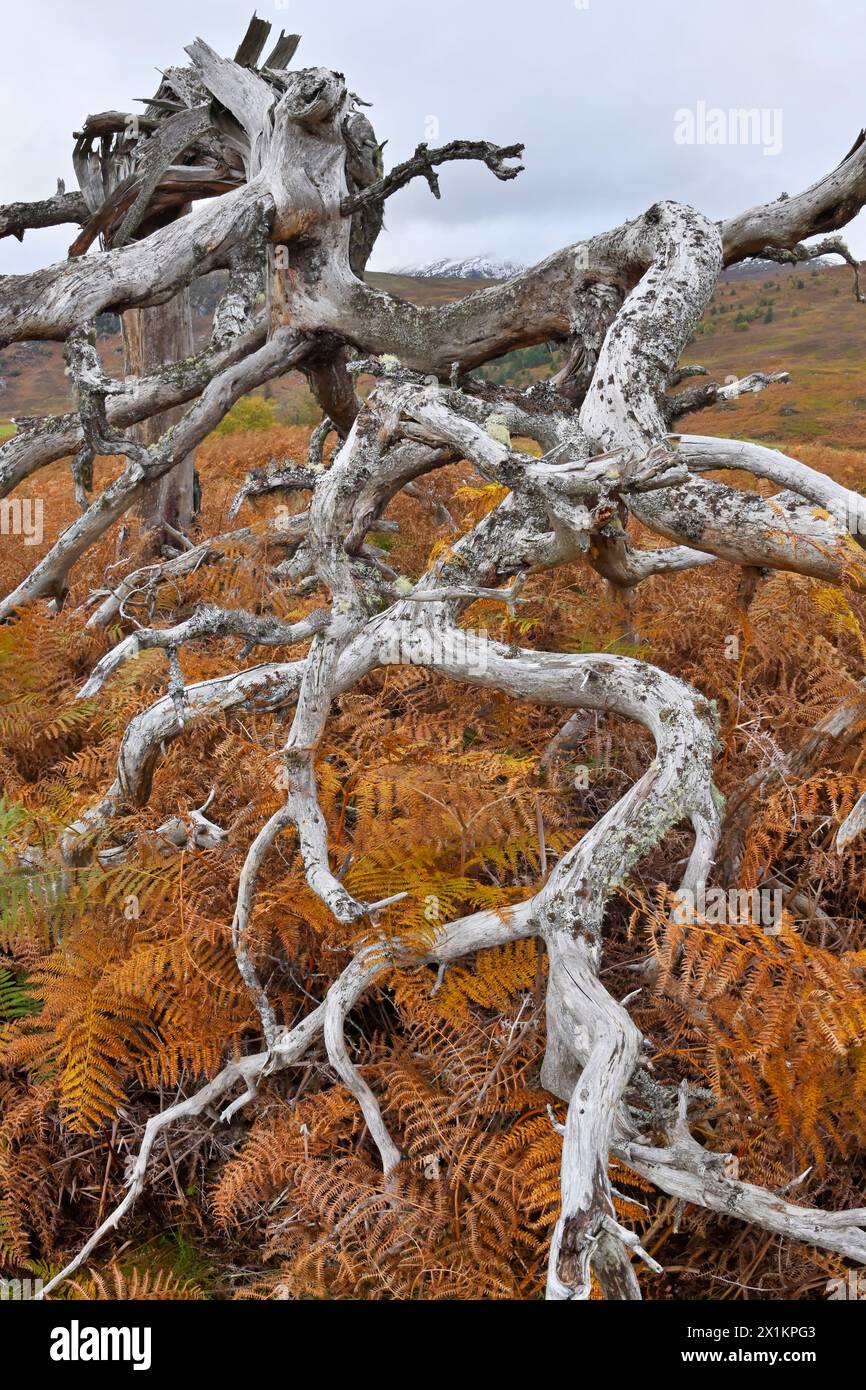 Scots pine (Pinus sylvestris) remains of mature tree in amongst bracken ...