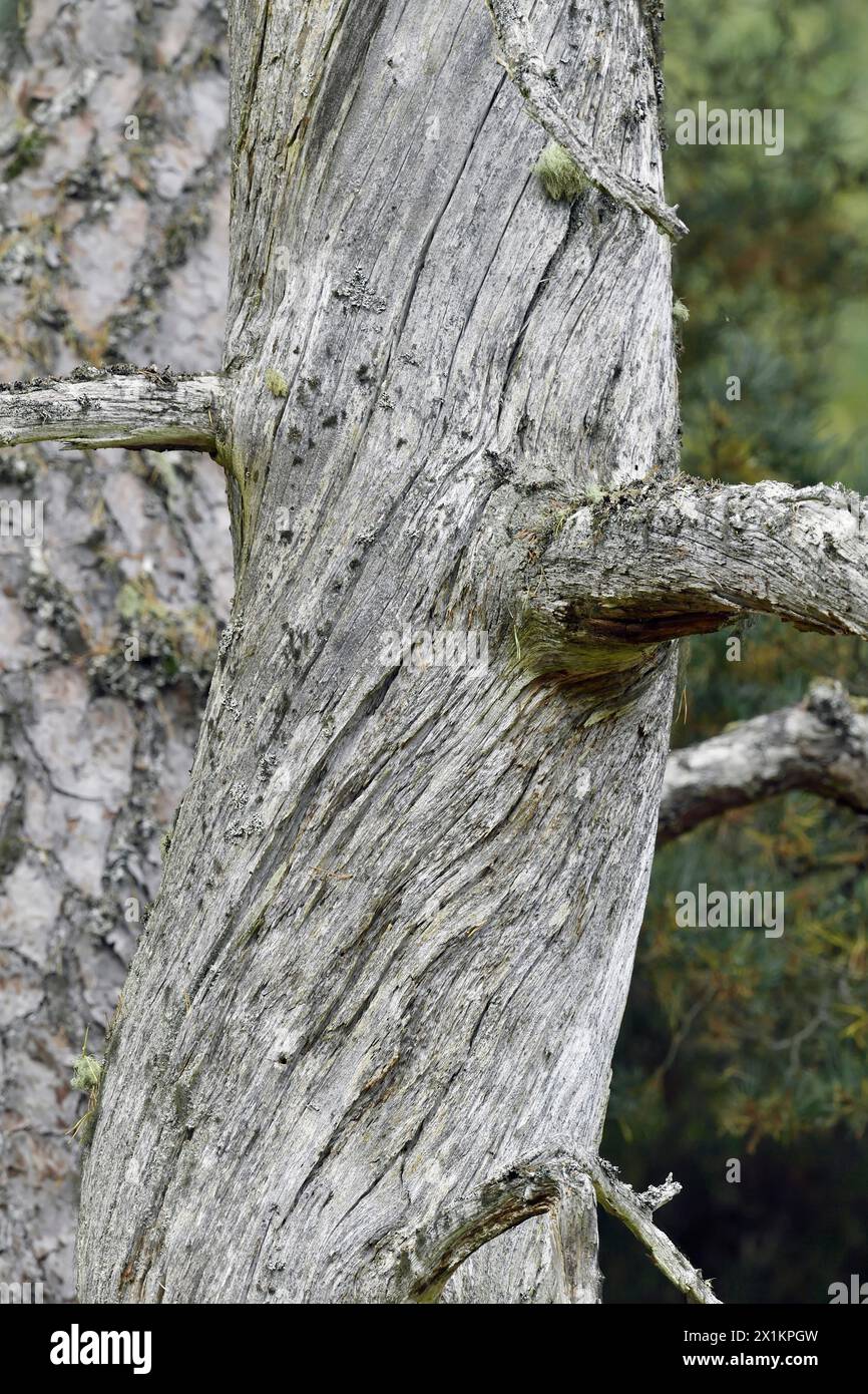 Scots pine (Pinus sylvestris) close-up detail of exposed wood grain on ...