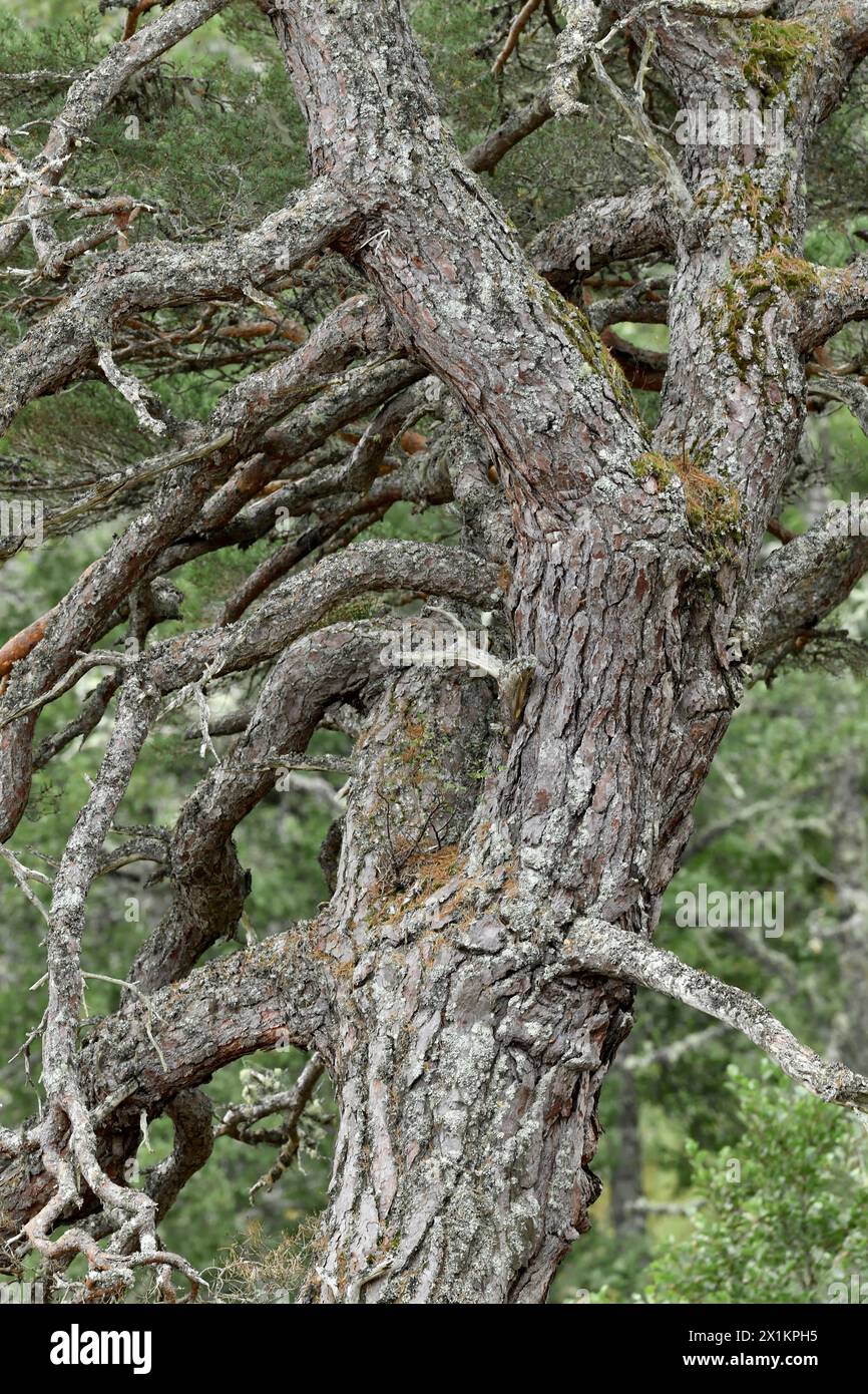 Native evergreen conifers hi-res stock photography and images - Alamy
