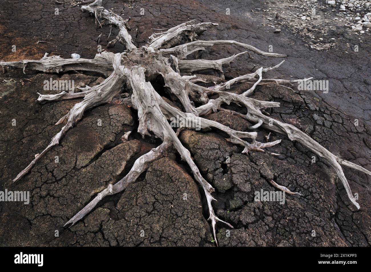 Scots Pine (Pinus sylvestris) roots and stump of ancient tree preserved ...