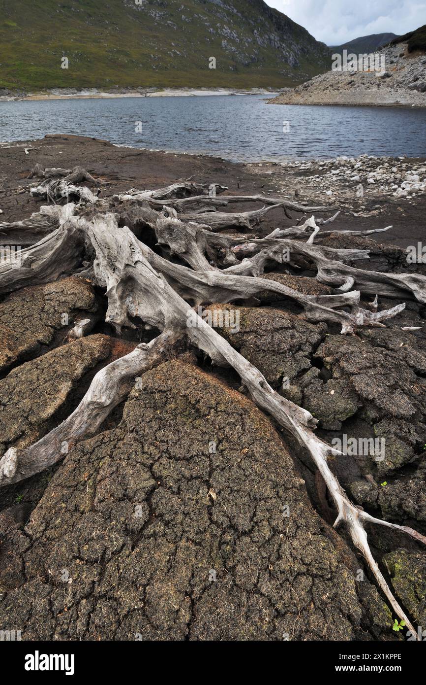 Scots Pine (Pinus sylvestris) roots and stump of ancient tree preserved ...
