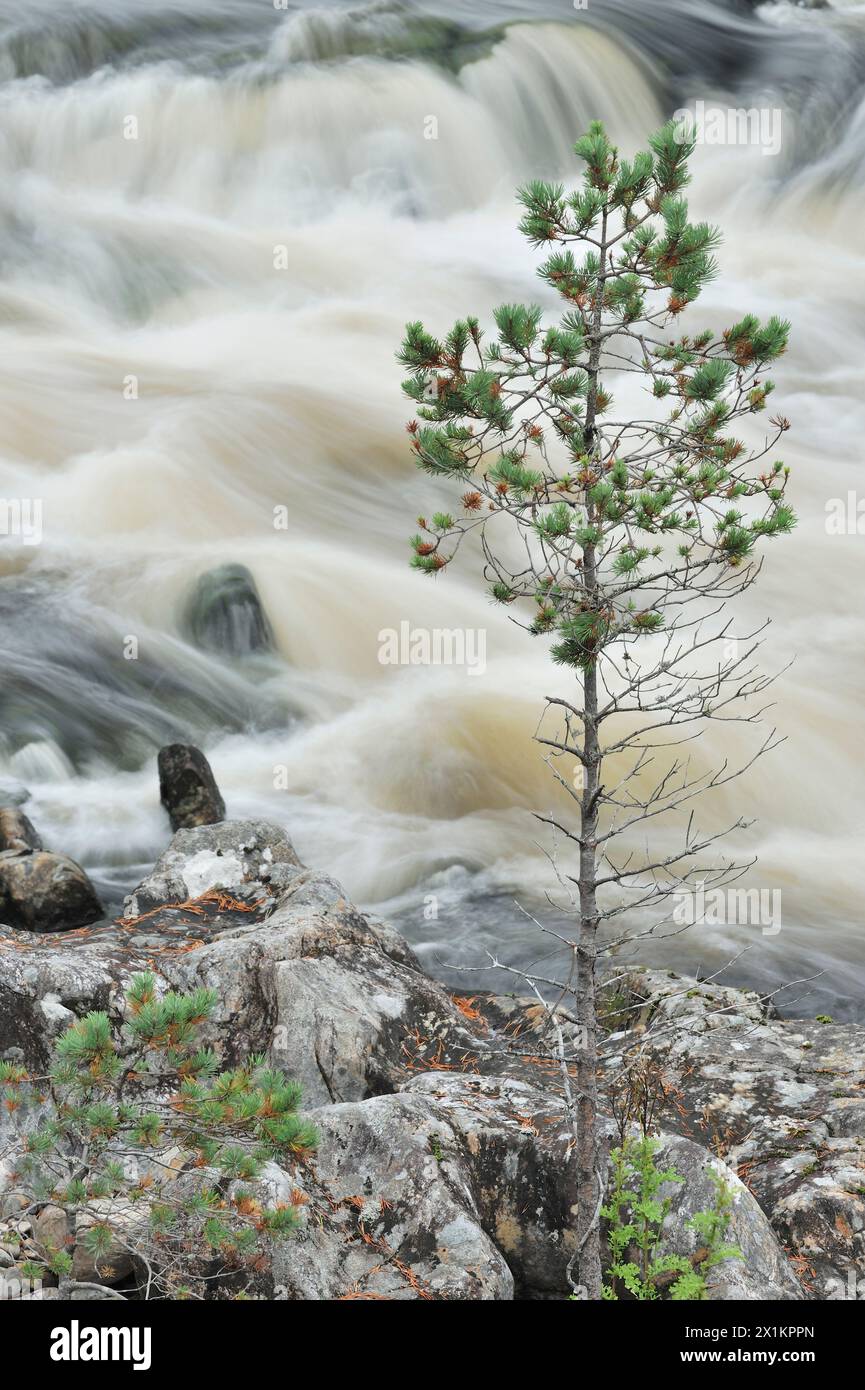 Shire of pine rivers hi-res stock photography and images - Alamy