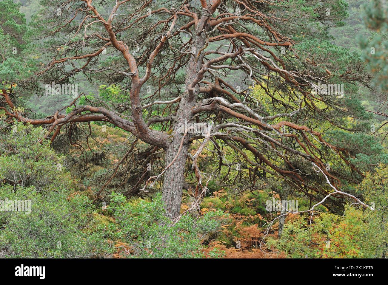 Scots pine (Pinus sylvestris) mature 'granny pine' growing in ancient ...