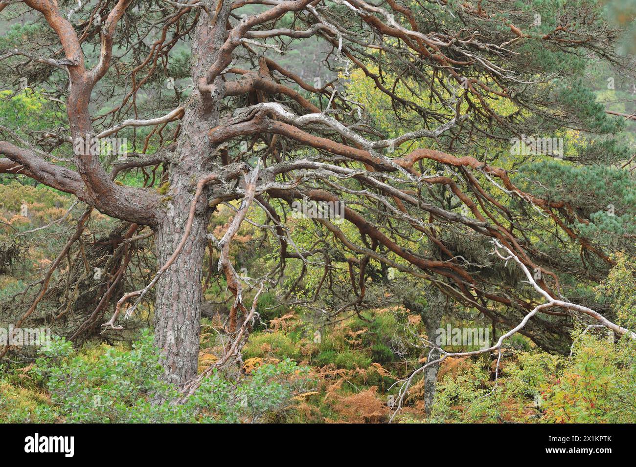 Scots pine ancient native woodland hi-res stock photography and images ...