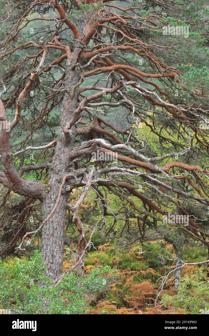 Scots pine (Pinus sylvestris) mature 'granny pine' growing in ancient ...