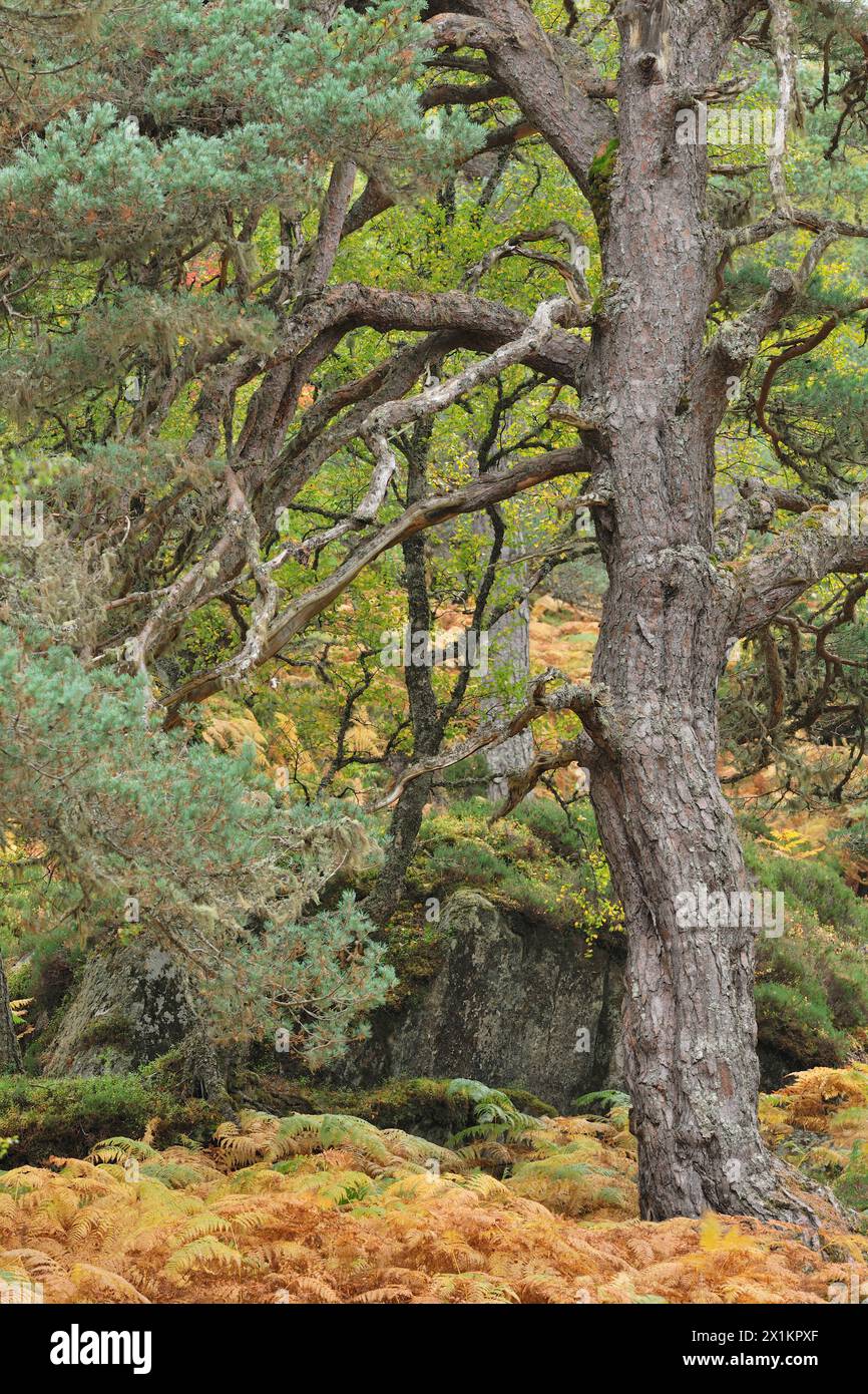 Scots pine (Pinus sylvestris) section of mature 'granny pine' growing ...