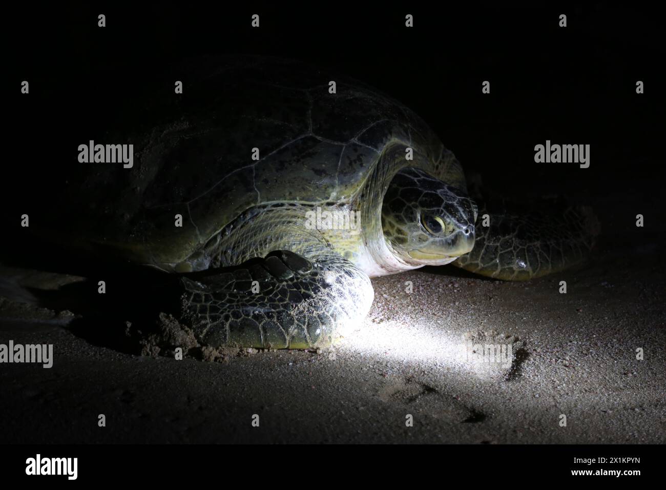 Green turtle lays eggs on the beach of Ras Al Jinz in Oman Stock Photo ...