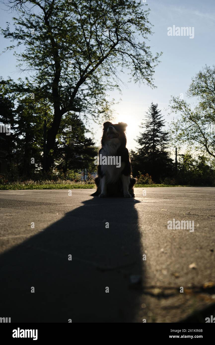 Australian Shepherd sits on a path in a spring park and basks in the ...