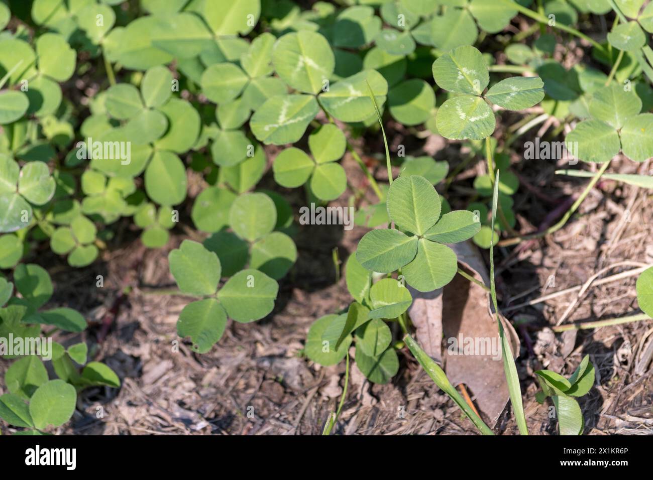Set of clovers in the meadow with a lucky four-leaf clover visible ...