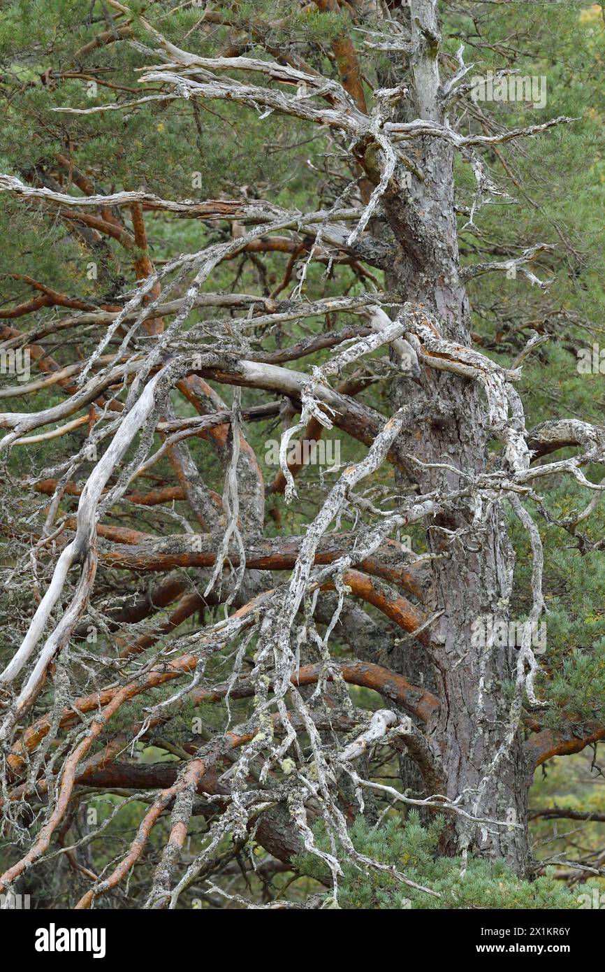 Scots pine (Pinus sylvestris) section of mature 'granny pine' growing ...