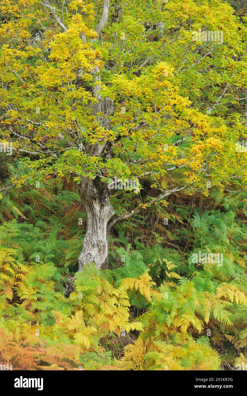 Mature oak woodland hi-res stock photography and images - Alamy