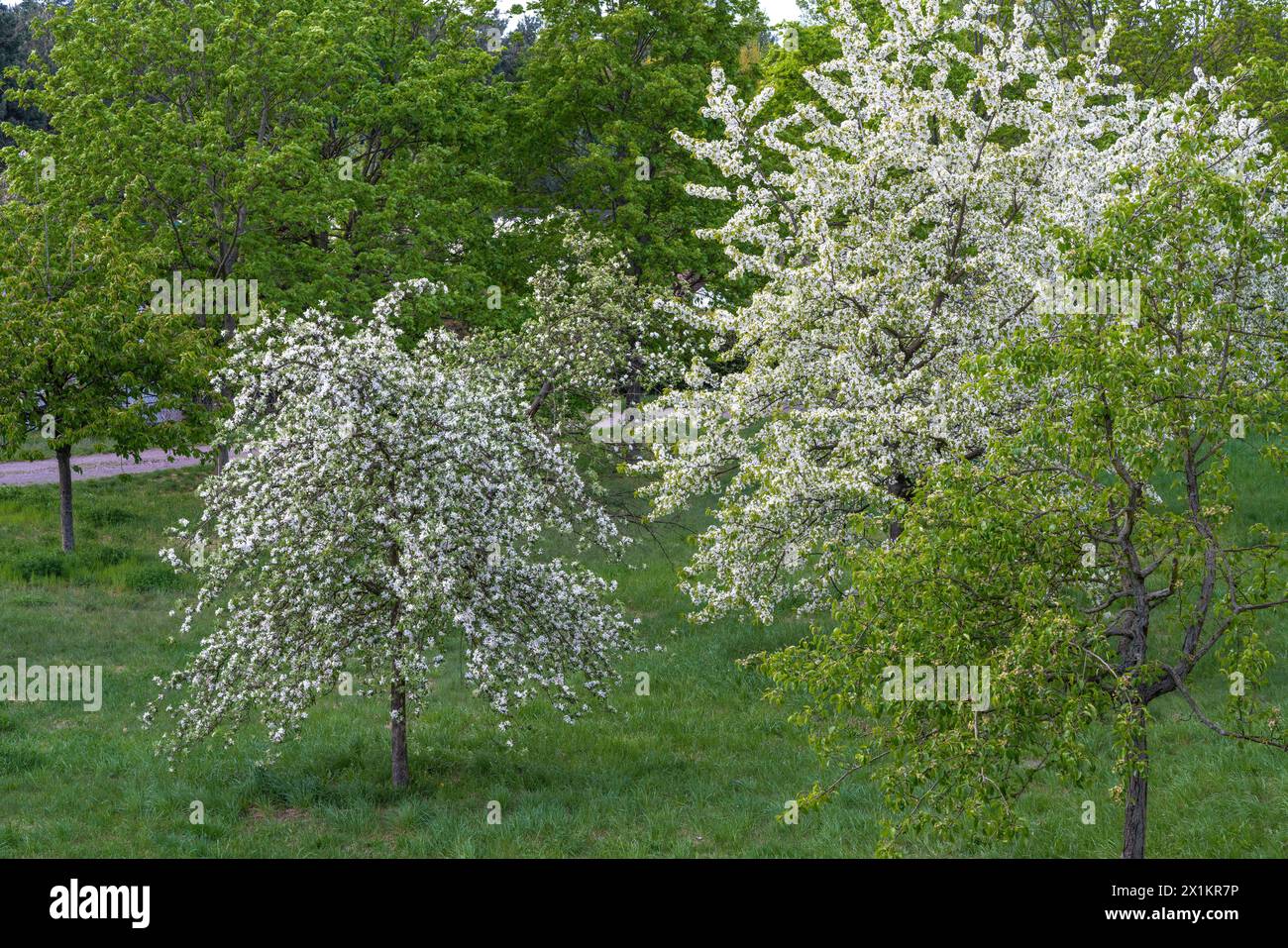 A white apple blossom tree (malus) and a white cherry blossom tree ...
