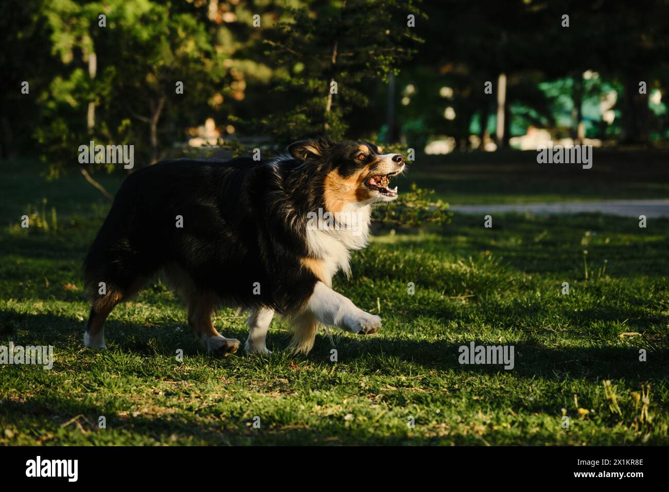 Black tricolor fluffy Australian Shepherd plays with a tree cone in a ...