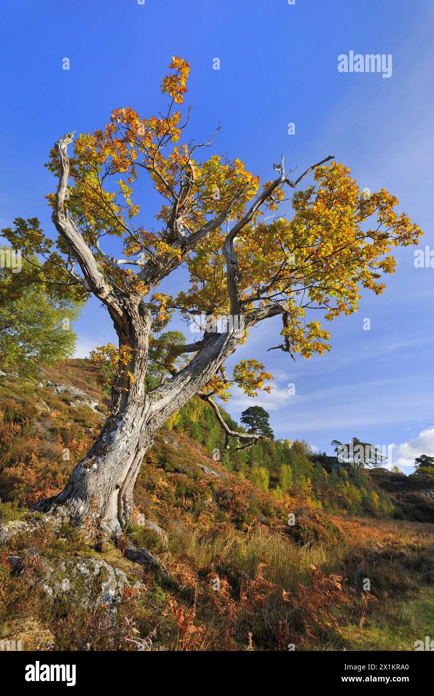 Sessile oak (Quercus petraea) mature tree in autumn colours, Glen ...
