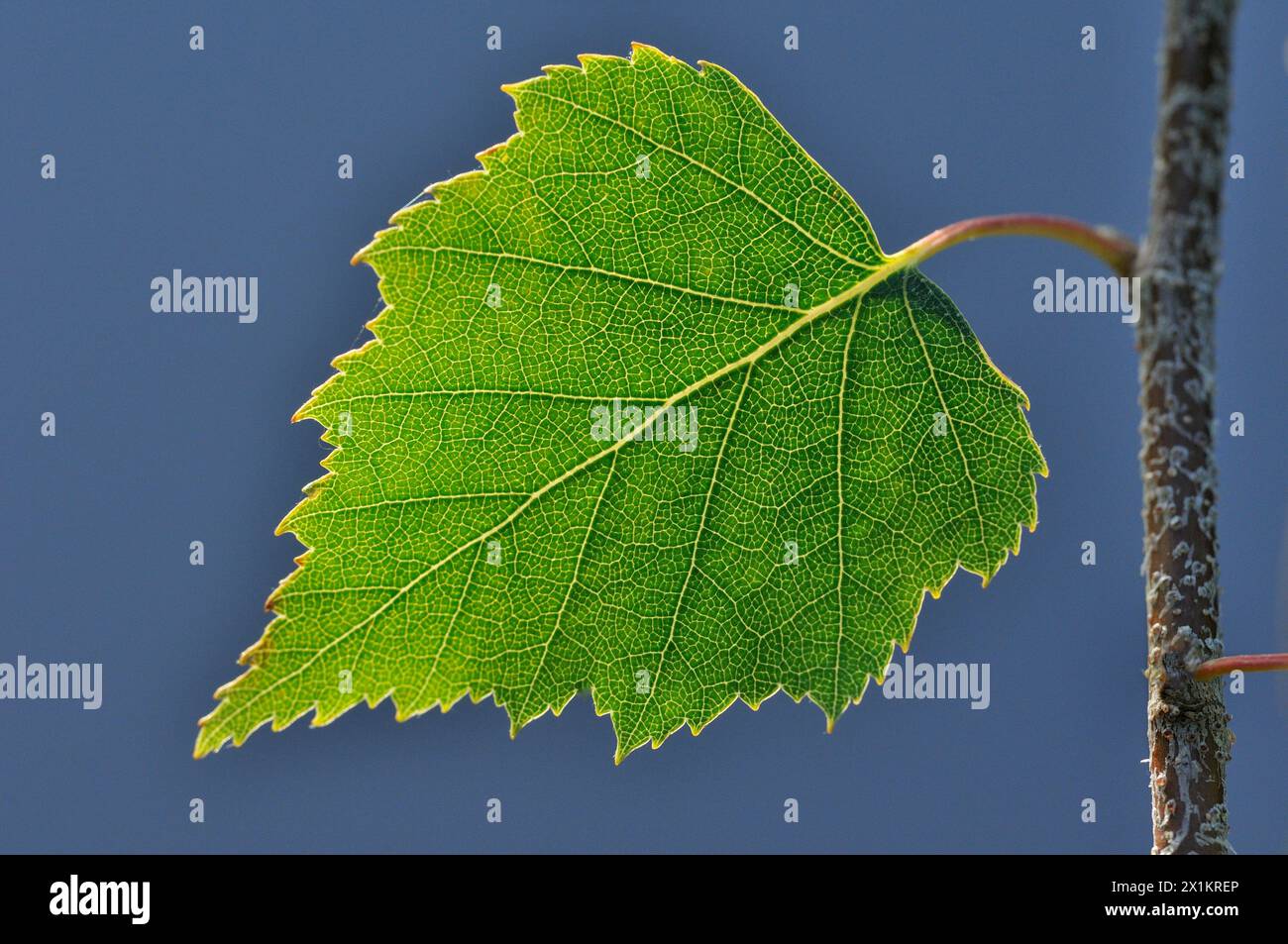 Silver birch (Betula pendula) close-up of leaf photographed against the ...