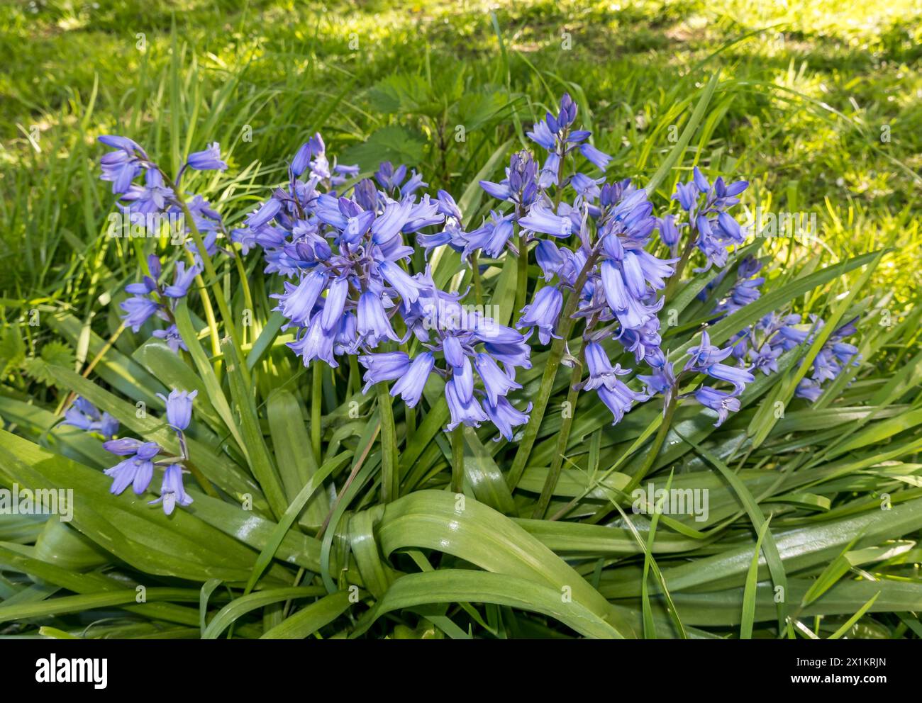 Spring blue bell flowers hi-res stock photography and images - Alamy