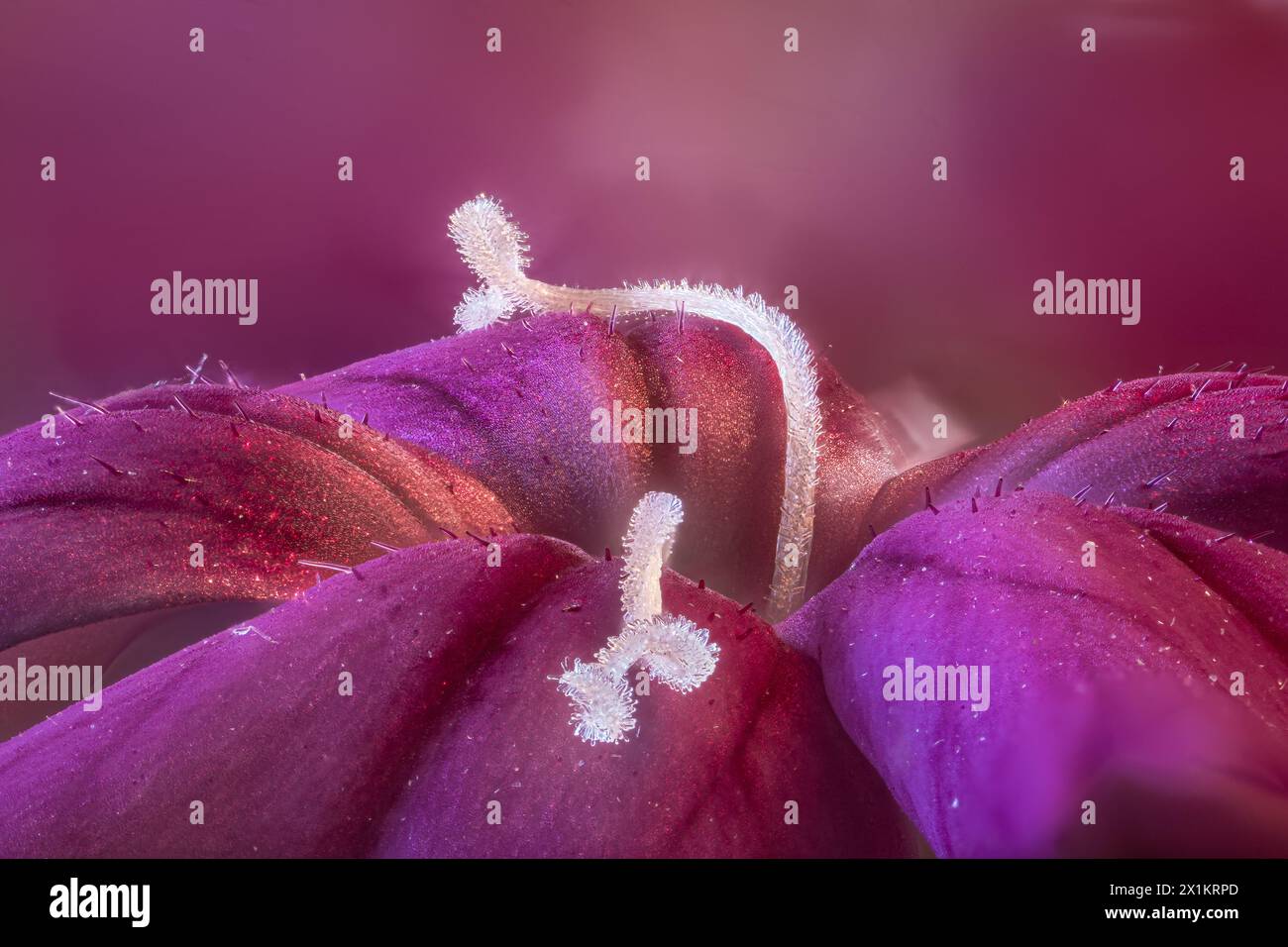 Macro Photograph of Japanese Pink (Dianthus chinensis) Petals and ...
