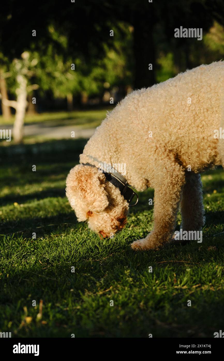 Lagotto romagnolo in spring park. The Italian curly-haired beige water ...
