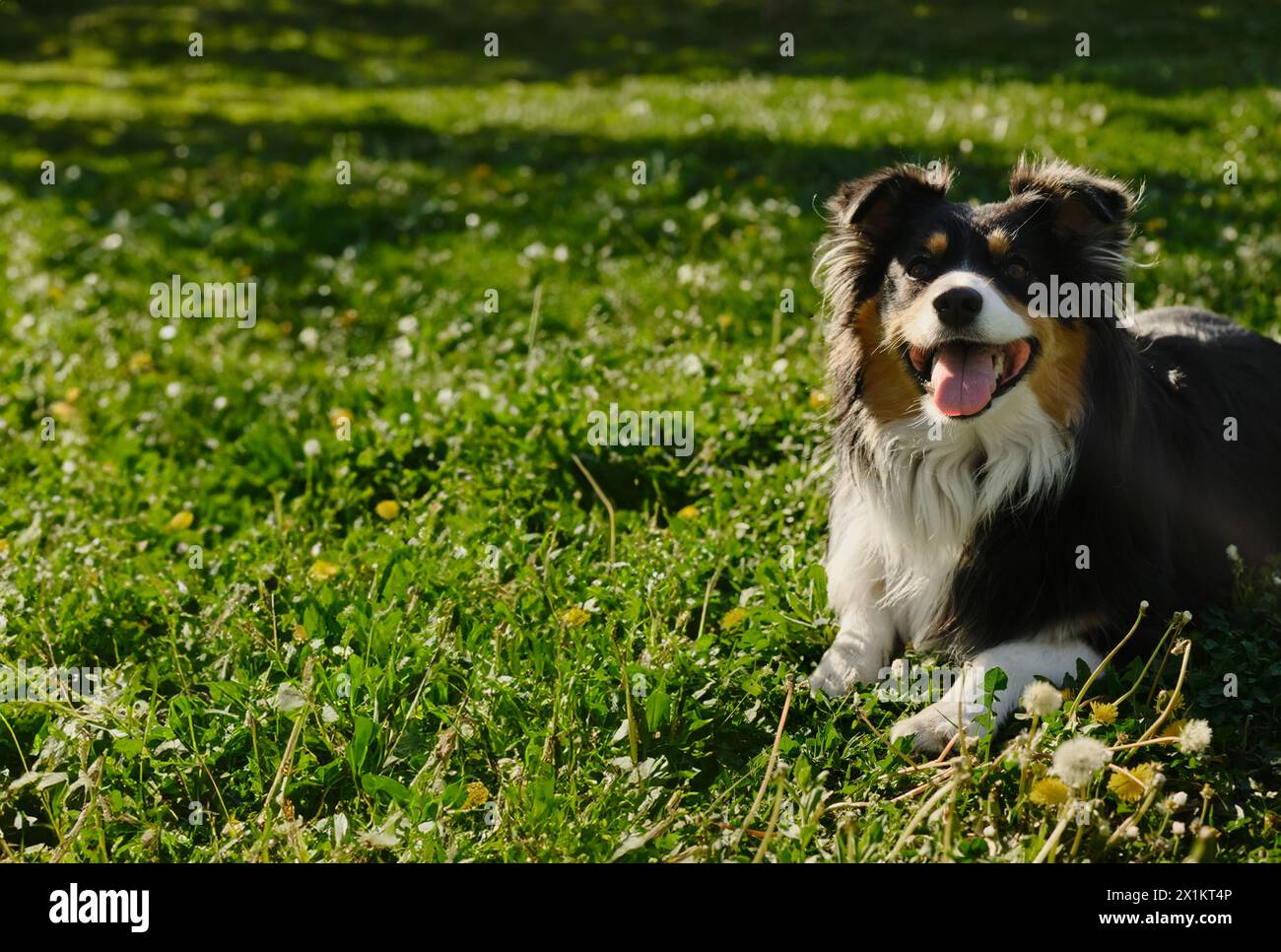 A black tricolor fluffy Australian Shepherd lies in a spring park on a ...