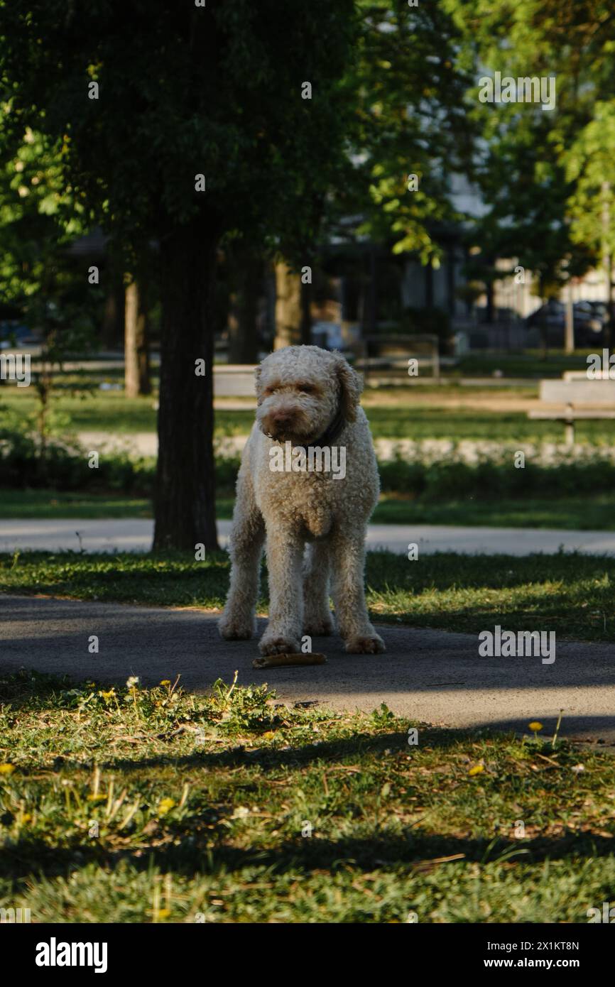 Lagotto romagnolo in spring park. An Italian curly beige water dog ...