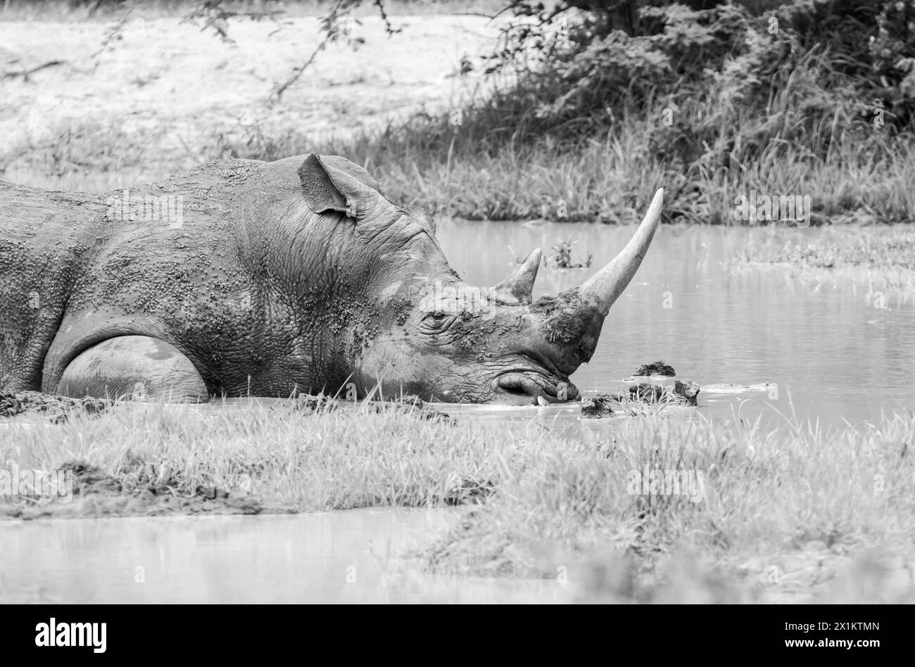 Rhino in water Black and White Stock Photos & Images - Alamy