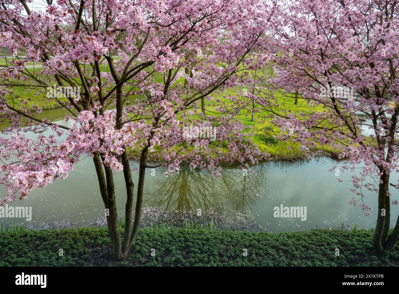 Spring blossom of pink sakura cherry tree in Japan, pink petals fall on ...