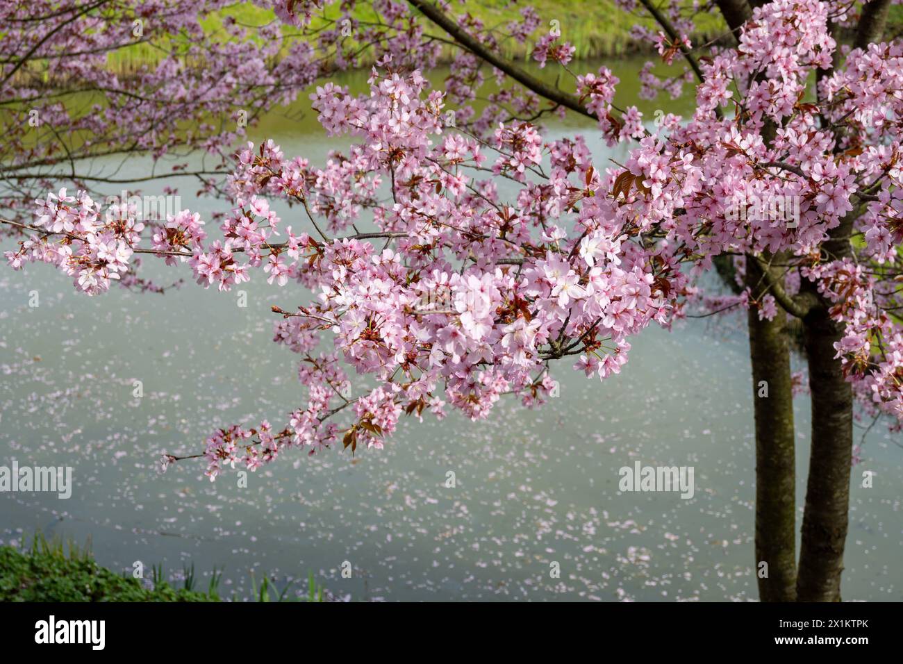 Spring blossom of pink sakura cherry tree in Japan, pink petals fall on ...