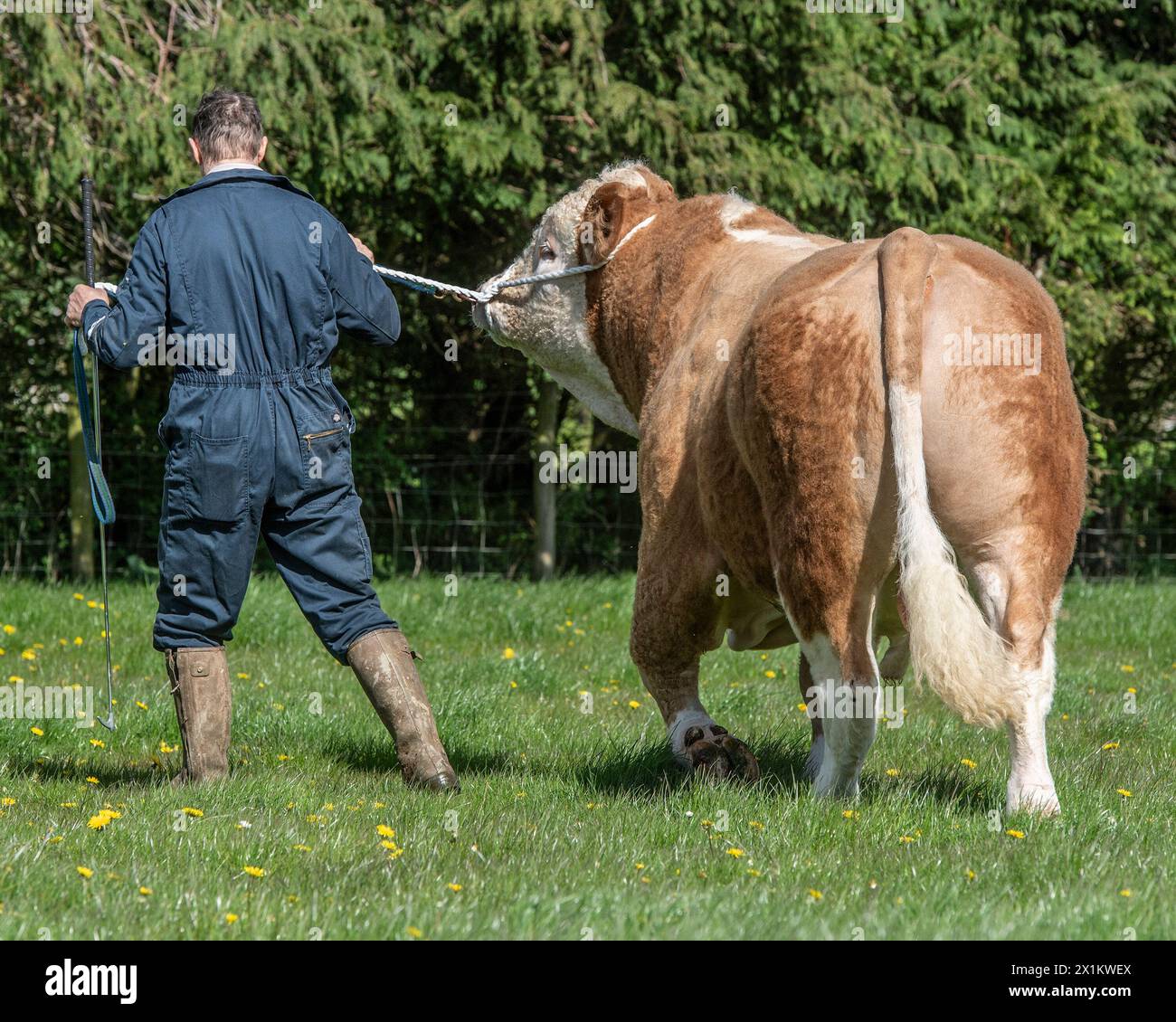 farmer training a bull to walk on a halter Stock Photo - Alamy