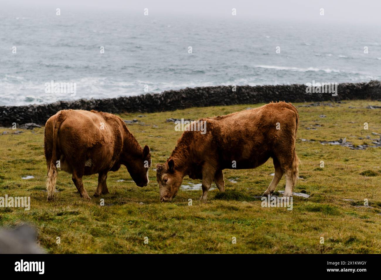 Inis Meain (Aran Island Stock Photo - Alamy