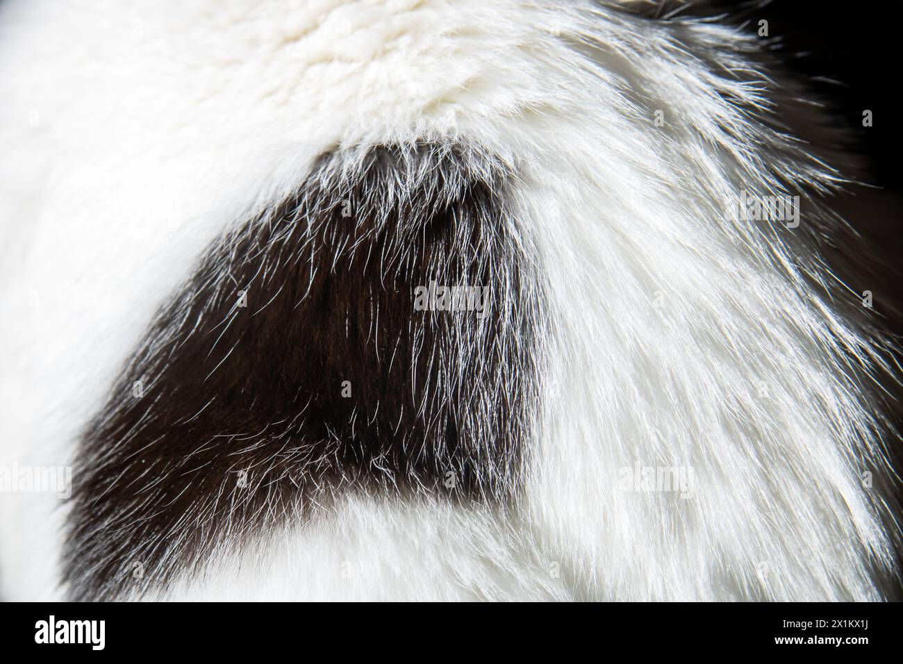 A detailed closeup of a black and white animals fur, showing its ...