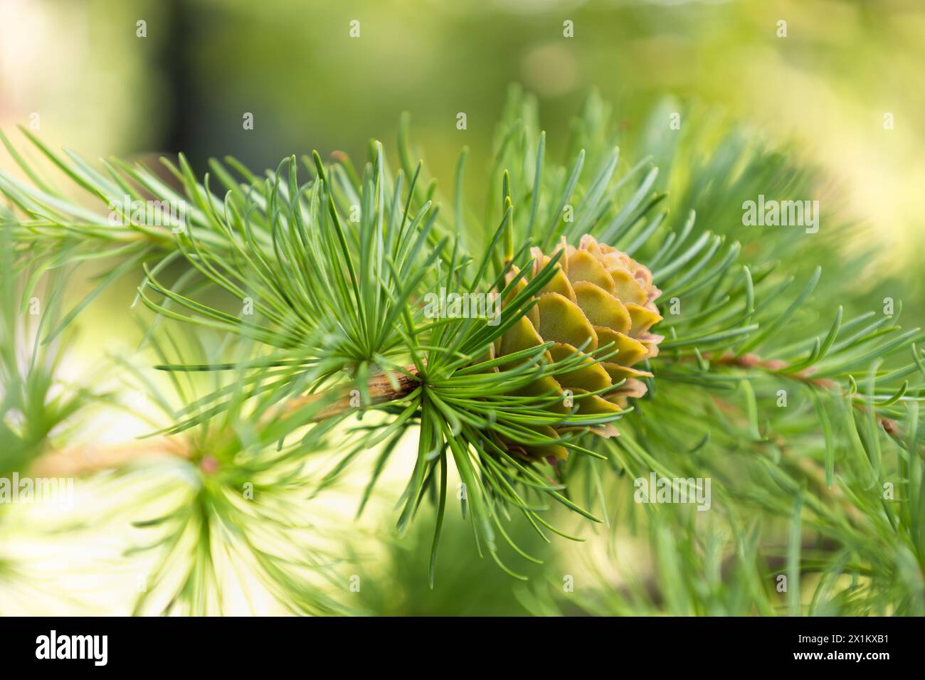 Light brown cones on the branch of European larch. Closeup of opening ...