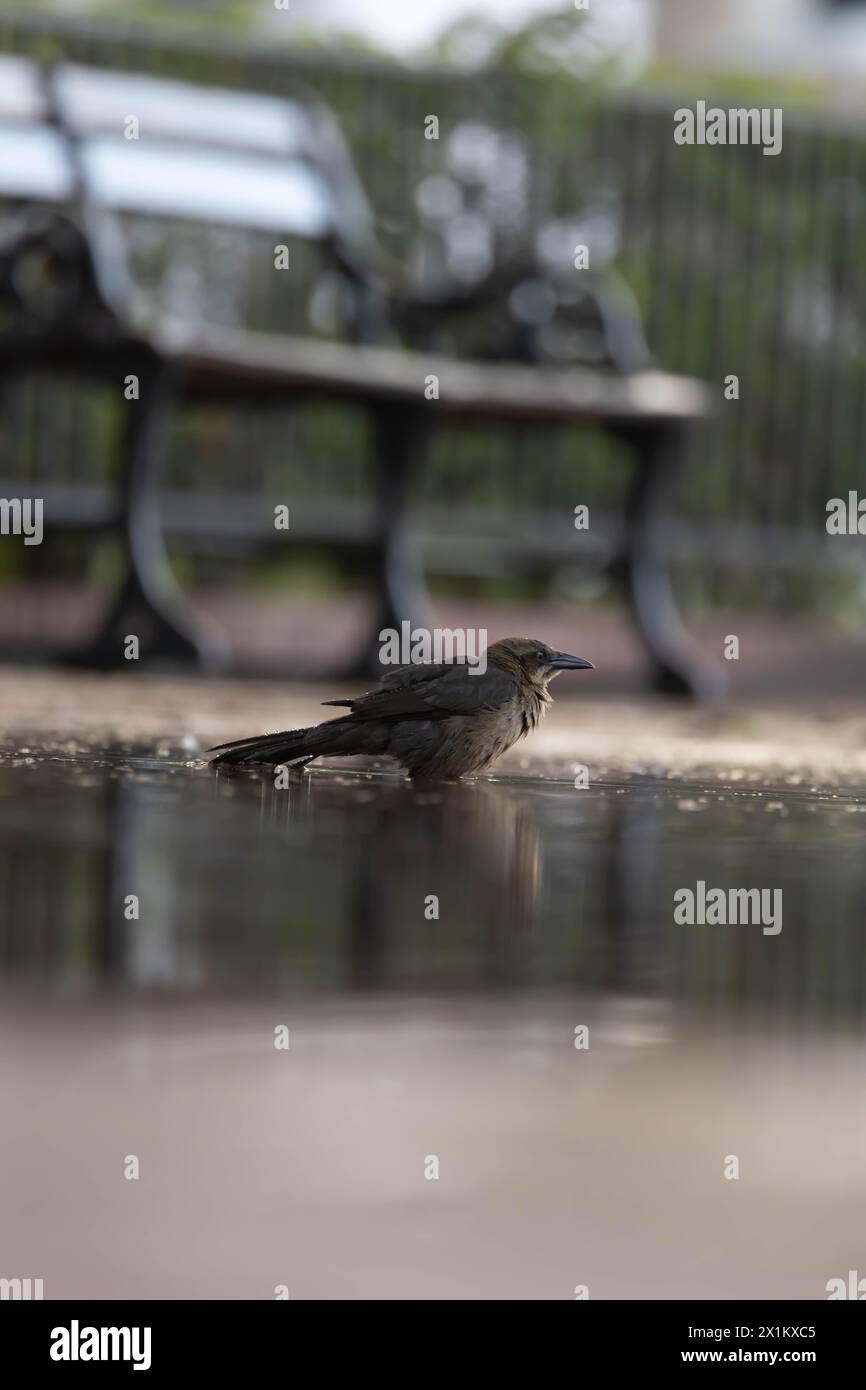 Birds playing with feather at nest hi-res stock photography and images ...