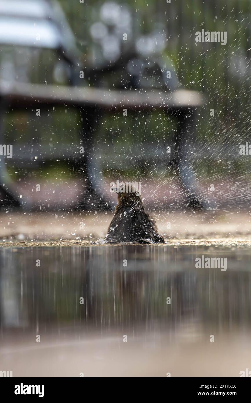 Bird playing in a puddle of water on the street Stock Photo - Alamy