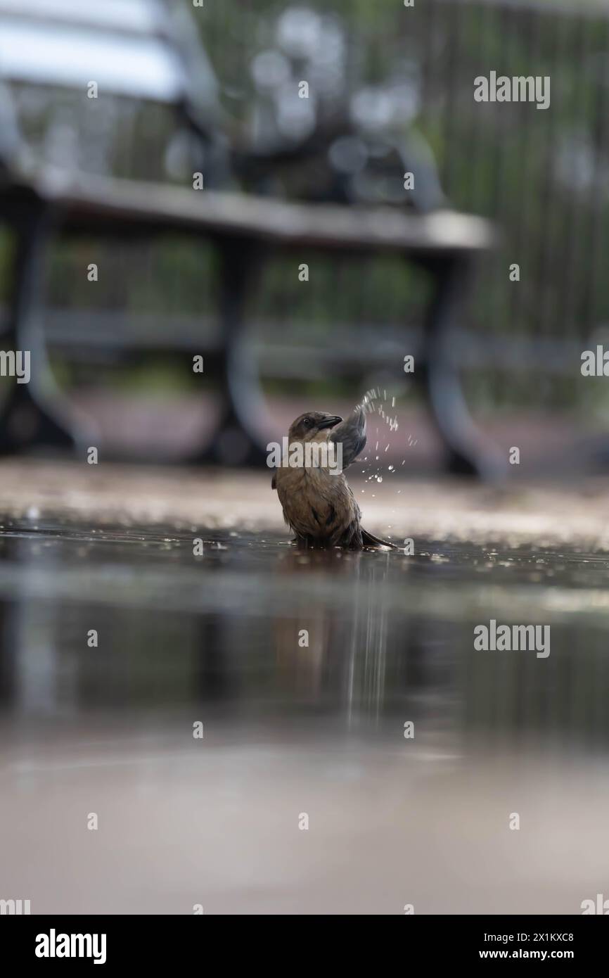 Bird playing in a puddle of water on the street Stock Photo - Alamy