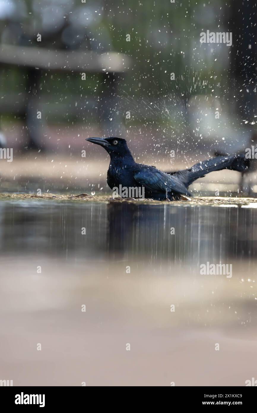 Bird playing in a puddle of water on the street Stock Photo - Alamy