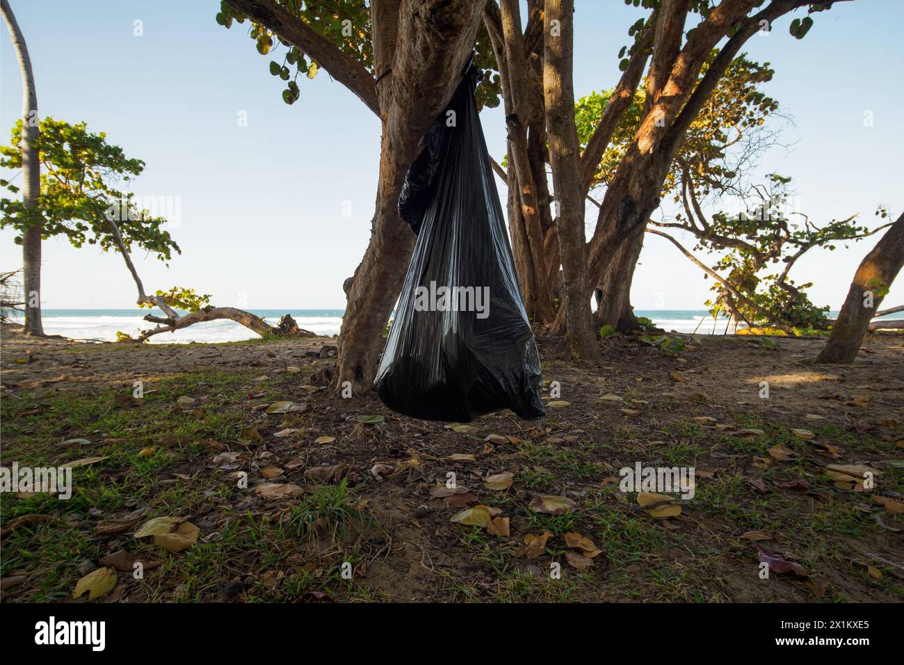 Big black plastic bag with garbage hanging on tree in nature Stock ...