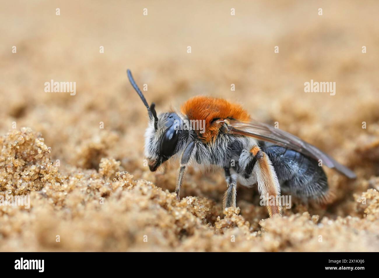 Detailed close-up on a female Red-tailed mining bee, Andrena haemorrhoa ...