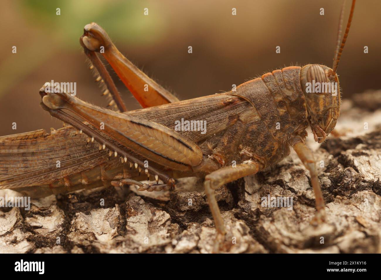 Gard pest hi-res stock photography and images - Alamy