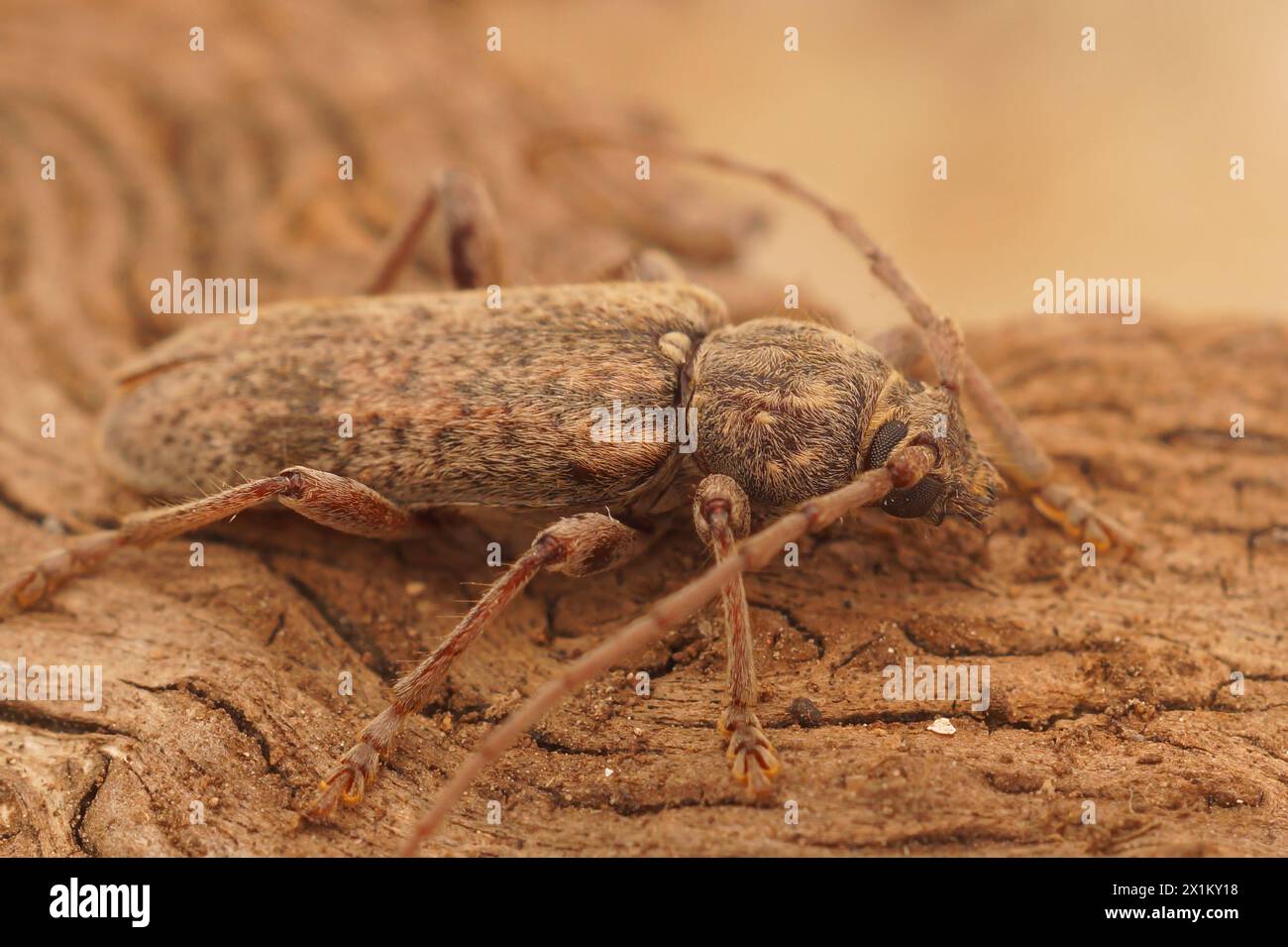 Detailed closeup shot of a French plant parasite brown longhorn beetle ...