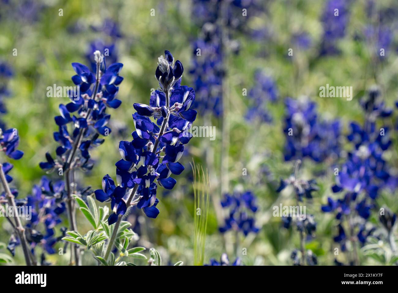 A field of blue lupine in Jerusalem, Israel, on a sunny day. This is a ...