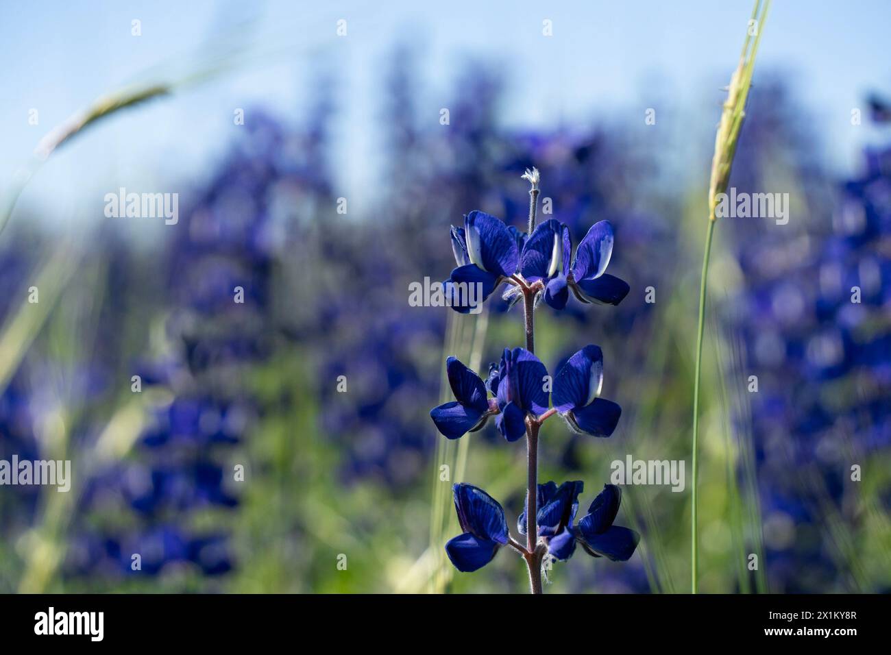 A field of blue lupine on a sunny day. This is a wild legume whose ...