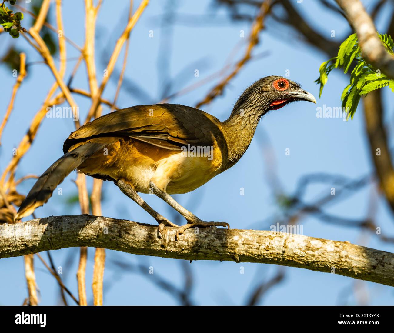 West mexican chachalaca hi-res stock photography and images - Alamy