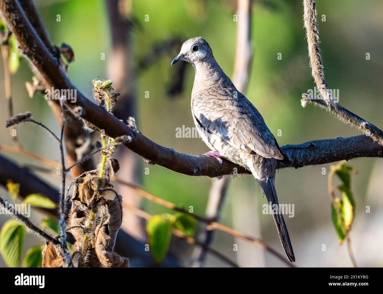An Inca Dove (Columbina inca) perched on a branch. Oaxaca, Mexico Stock ...