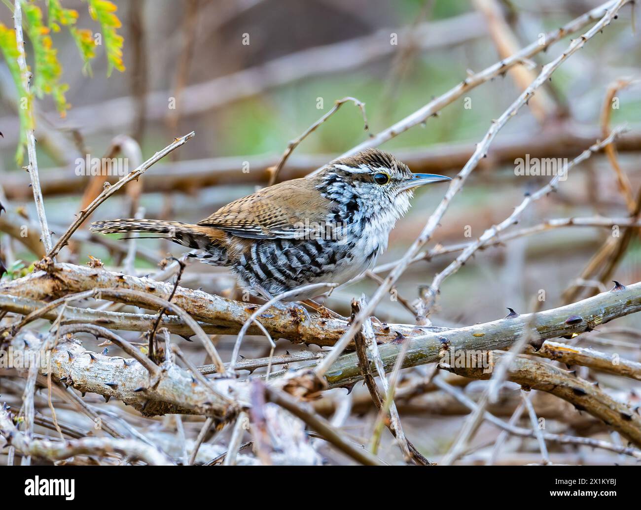 A Banded Wren (Thryophilus pleurostictus) foraging in dried branches ...