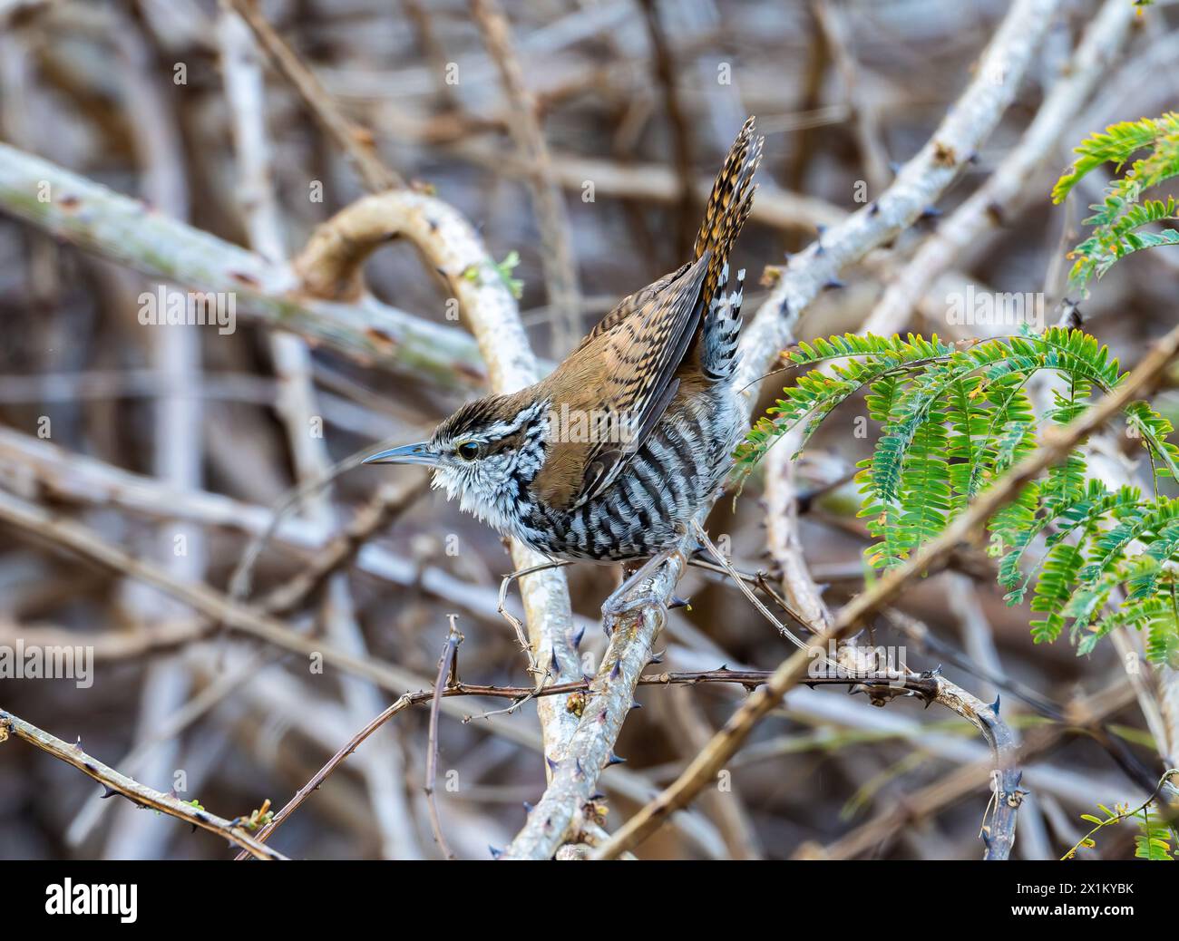 A Banded Wren (Thryophilus pleurostictus) foraging in dried branches ...