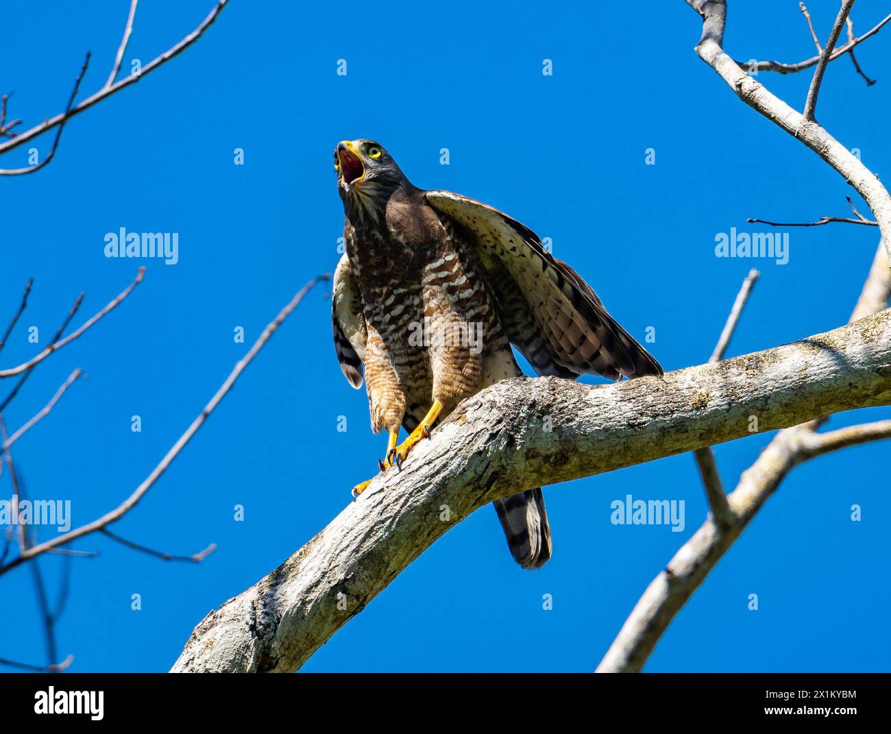 A Roadside Hawk (Rupornis magnirostris) calling from a branch. Oaxaca ...