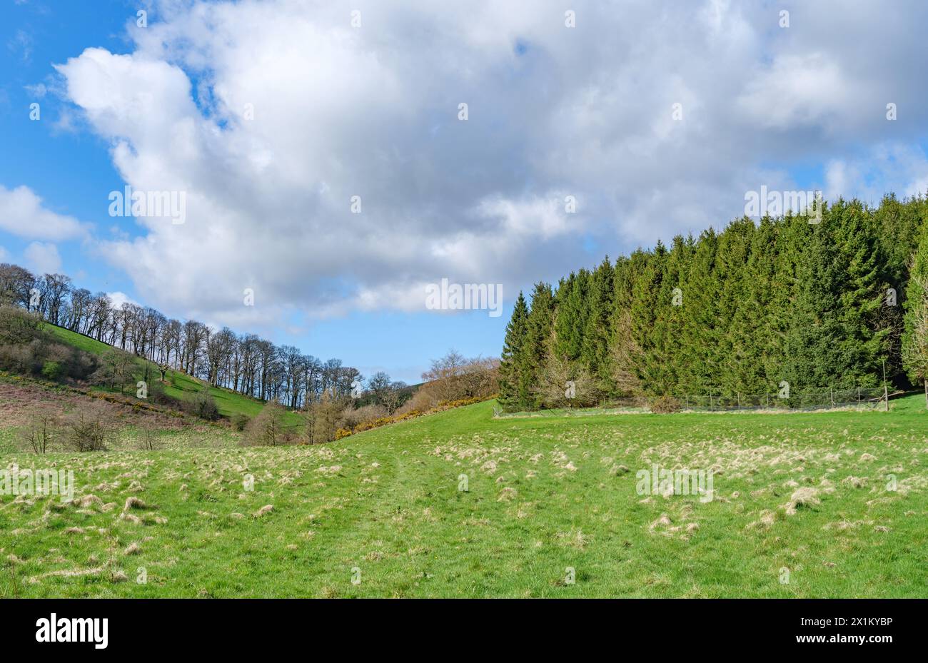 Conifer plantation and line of beech trees on the skyline of the Barle ...
